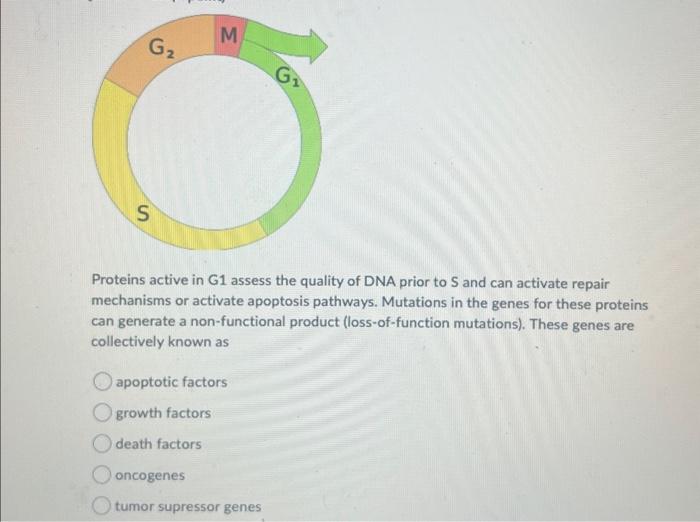 Solved Pyruvate Kinase Is The Final Enzyme In The Glycolytic