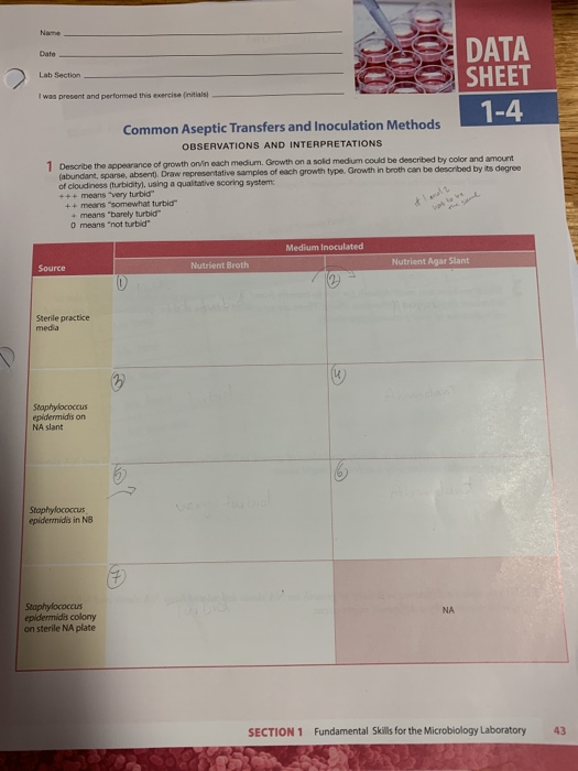 (5) 3 ΟΙ 2 - 1. ΑΔΙ Date Lab Section DATA SHEET I | Chegg.com