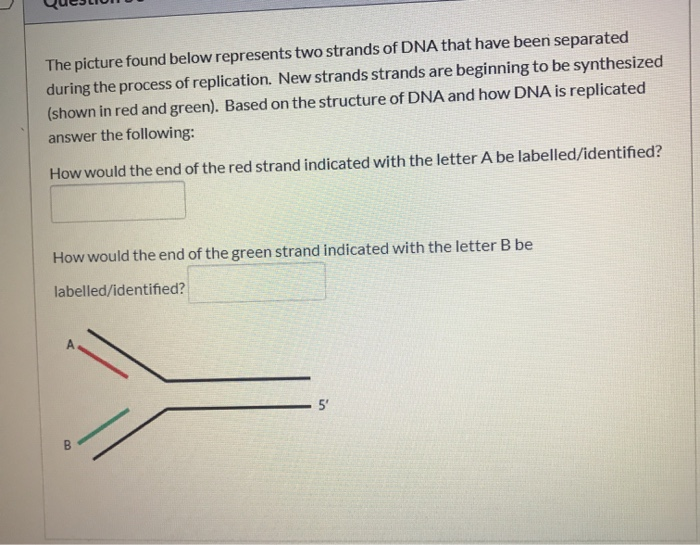 Solved The picture found below represents two strands of DNA | Chegg.com