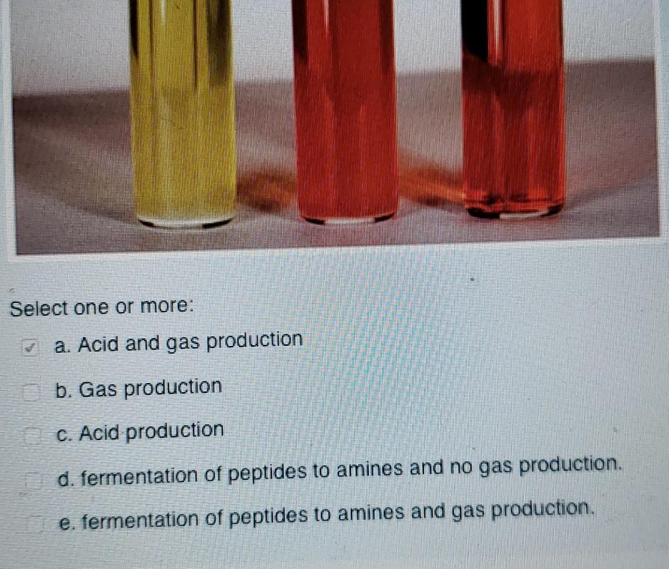 Solved In The Phenol Broth Red Test Shown Below A Yellow