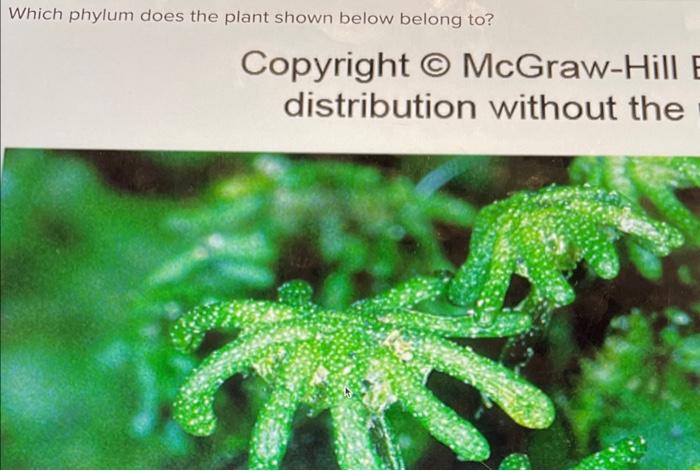 Solved Which phylum does the plant shown below belong to? | Chegg.com