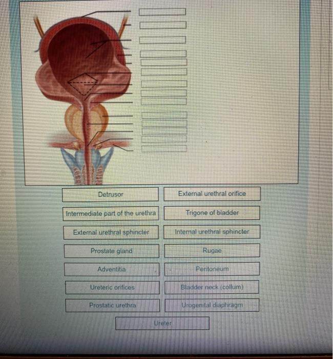 Solved TINO Urethra Trigone # Ischial bone Iliac bone | Chegg.com