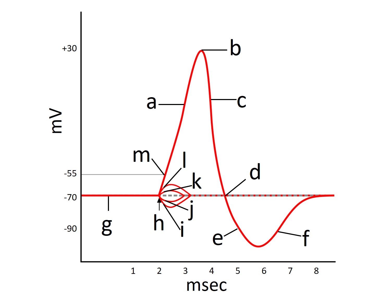 Solved Neurons utilize ion concentration gradients to elicit | Chegg.com