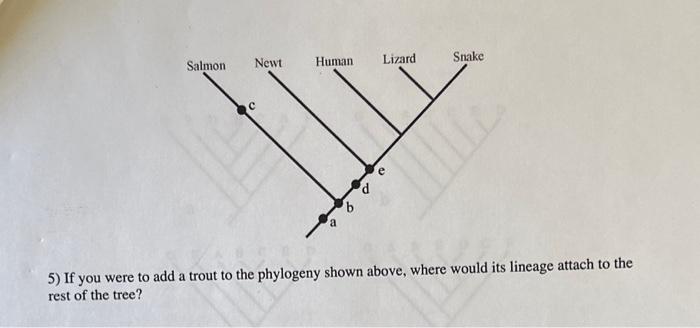 Solved 3) By reference to the tree above, which of the | Chegg.com