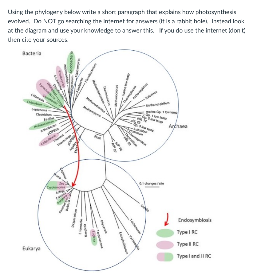 Solved Using the phylogeny below write a short paragraph | Chegg.com