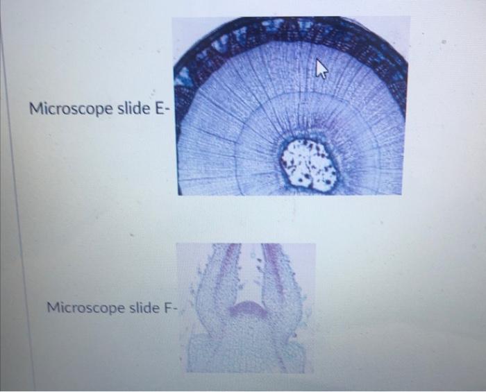 Solved Microscope slide A Microscope slide B-Microscope | Chegg.com
