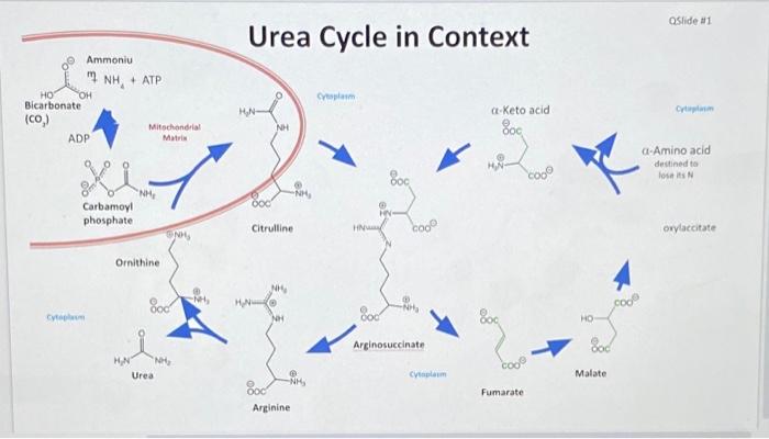Solved The Urea Cycle (the picture attached is what the | Chegg.com