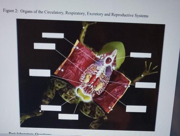 Solved Figure 1: Digestive System Organs Figure 2: Organs | Chegg.com