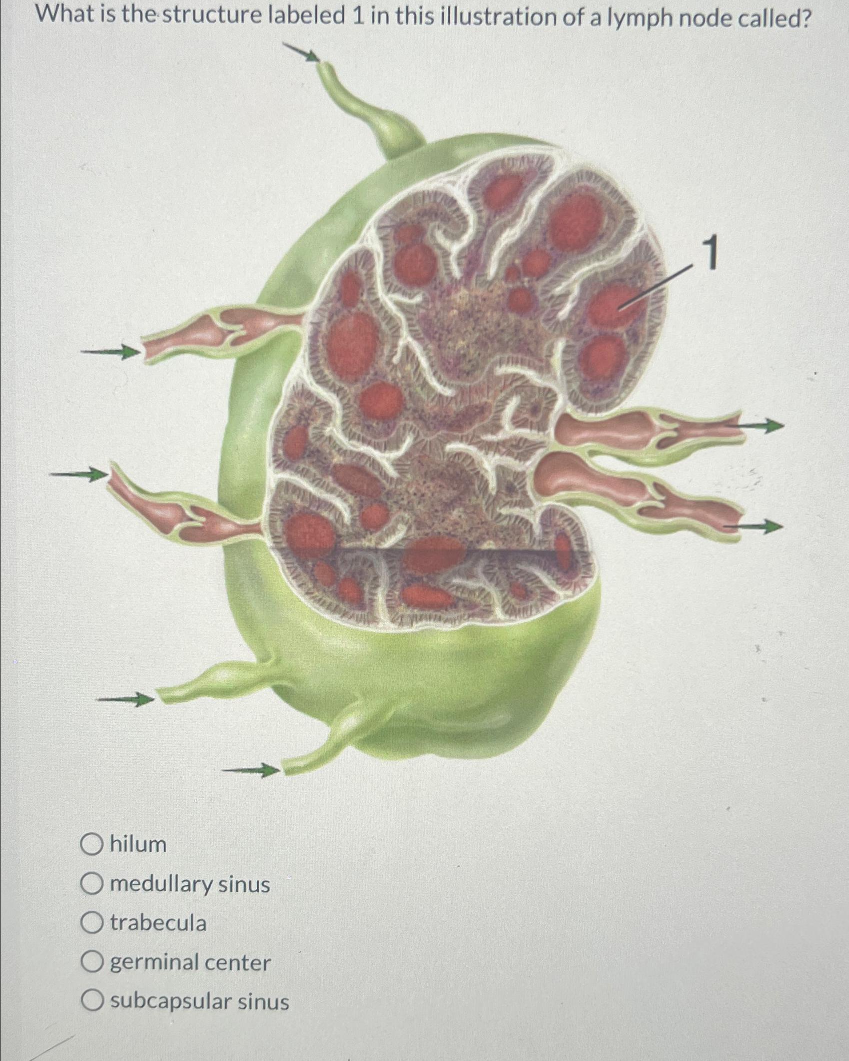Solved What Is The Structure Labeled 1 ﻿in This Illustration 9154