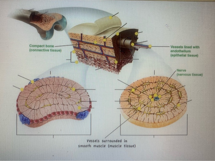 Solved 2. Examine the illustration in Module 4.12 Bone | Chegg.com
