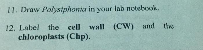 Solved 11. Draw Polysiphonia in your lab notebook. 12. Label | Chegg.com
