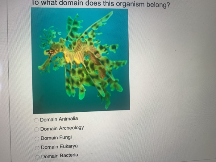 Solved lo what domain does this organism belong? Domain | Chegg.com