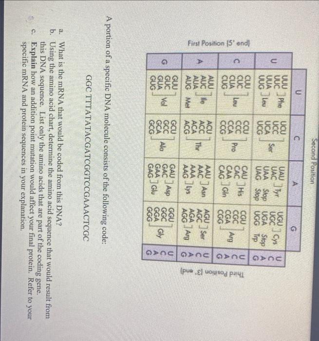 Solved First Position [5′ ' end ] | Chegg.com