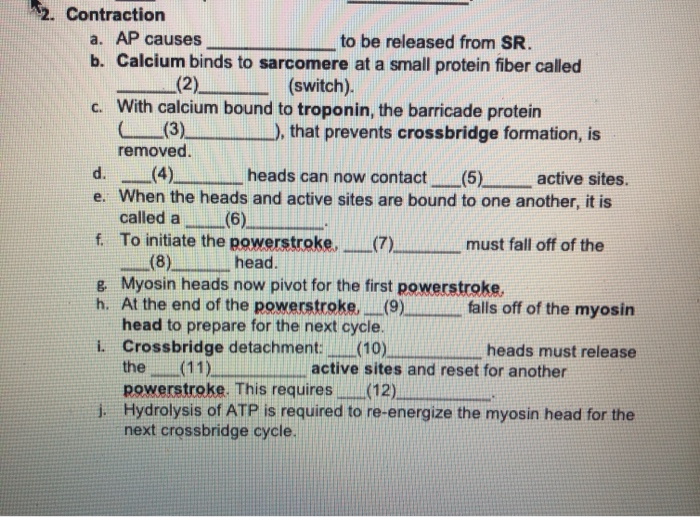 Solved 2. Contraction a. AP causes to be released from SR. | Chegg.com
