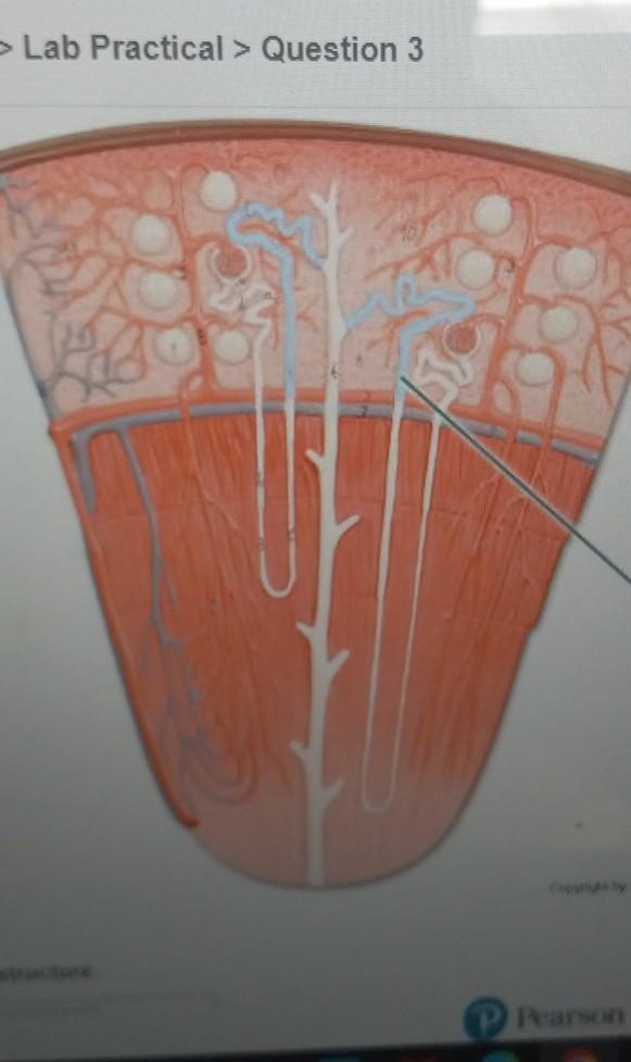 Solved Identify the highlighted structure. Submit Request | Chegg.com