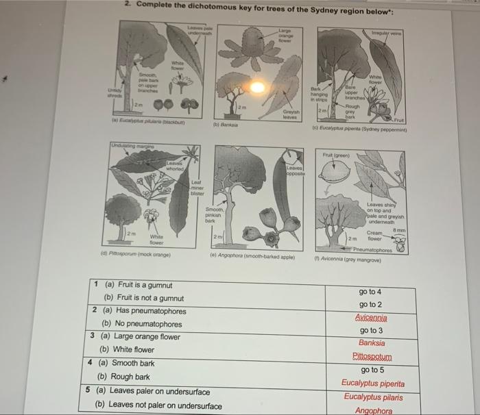 Solved 2. Complete the dichotomous key for trees of the | Chegg.com