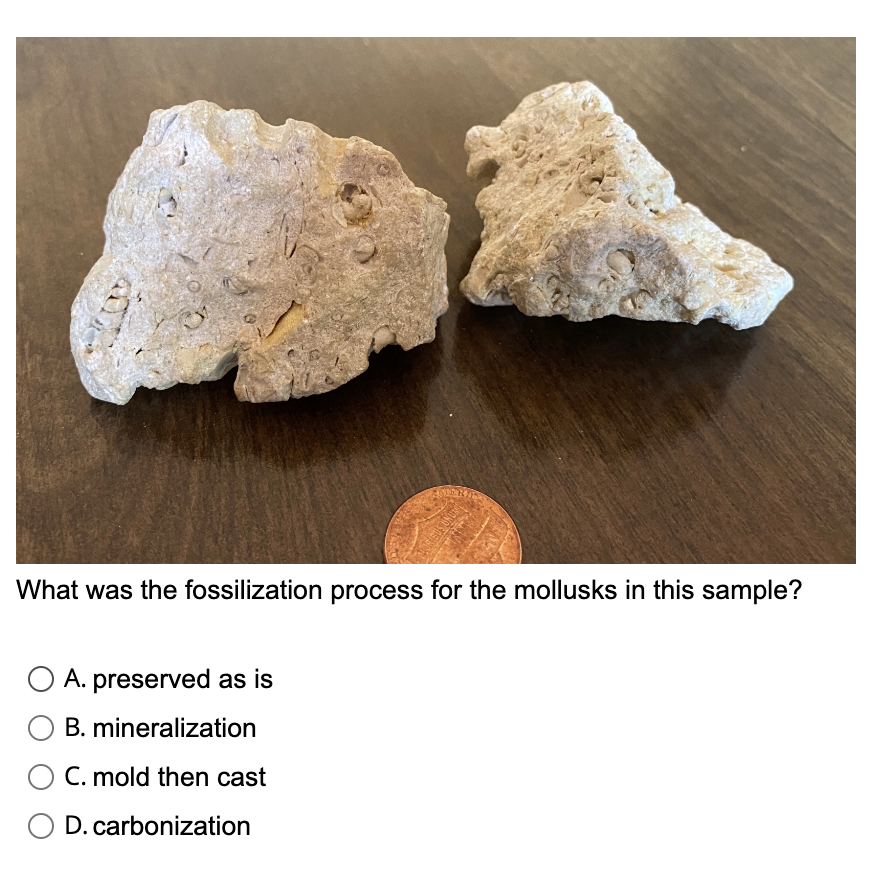 Solved What was the fossilization process for the mollusks | Chegg.com