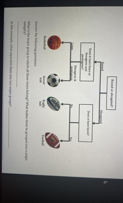 Solved Round or elongated? Round Elongated Does it have | Chegg.com