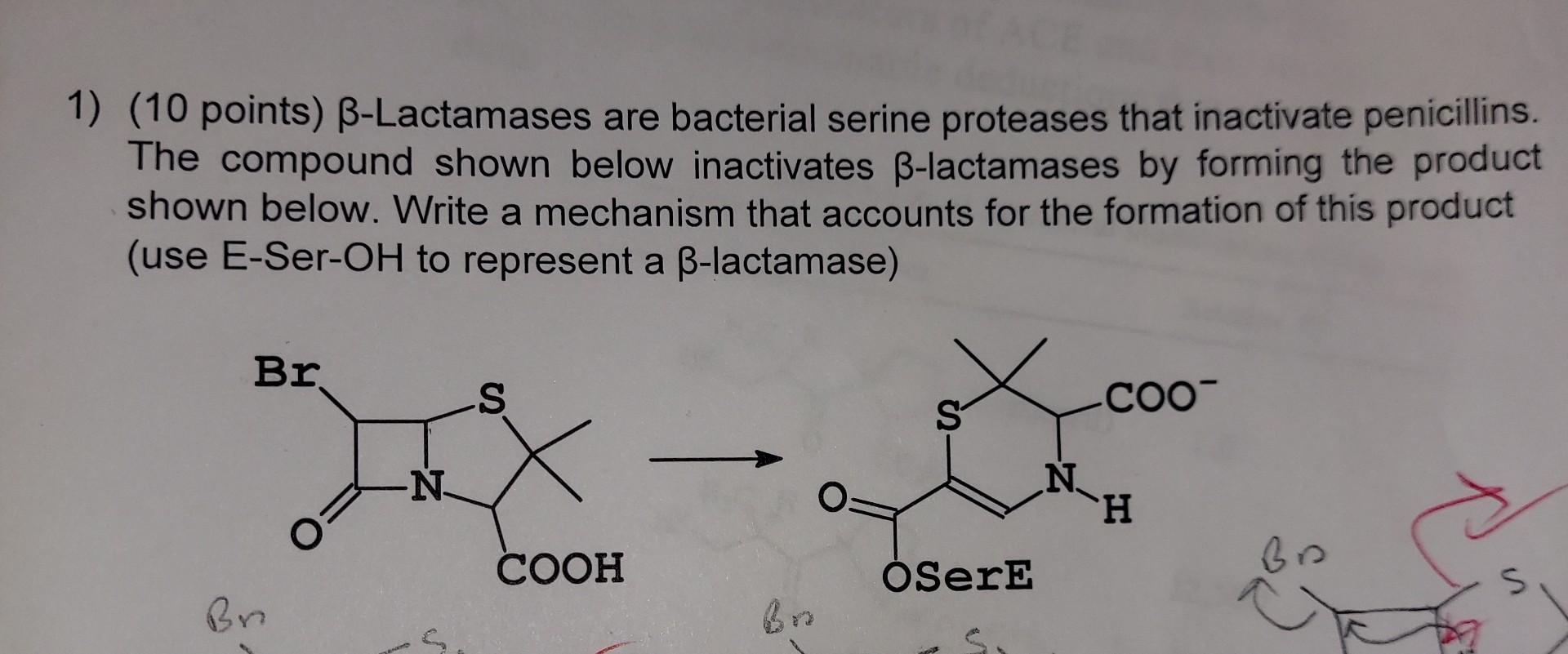 Solved 1) (10 points) B-Lactamases are bacterial serine | Chegg.com