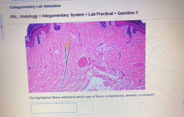 Solved Integumentary System > Lab Practical > Question 3 | Chegg.com