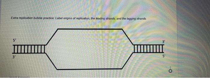Solved Extra replication bubble practice: Label origins of | Chegg.com