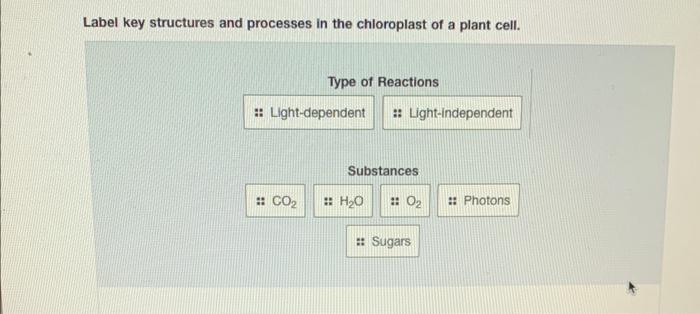 Solved Label key structures and processes in the chloroplast | Chegg.com