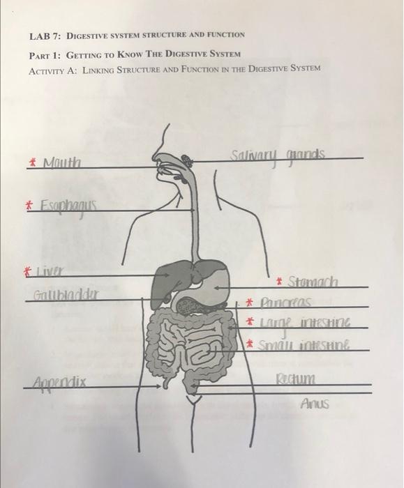 Solved LAB 7: DIGESTIVE SYSTEM STRUCTURE AND FUNCTION PART | Chegg.com