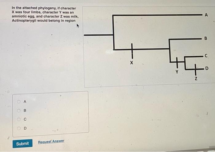 Solved In the attached phylogeny, if character X was four | Chegg.com
