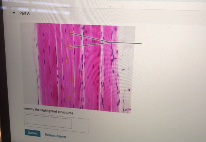 Solved Part A Identify the highlighted structures. Submit | Chegg.com
