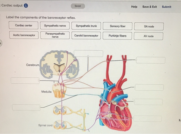 Solved Cardiac output Seved Help Save & Exit Submit Label | Chegg.com Solved Cardiac output Seved Help Save & Exit Submit Label | Chegg.com