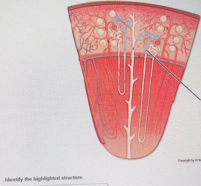 Solved Copyright by 901 Identify the highlighted structure. | Chegg.com