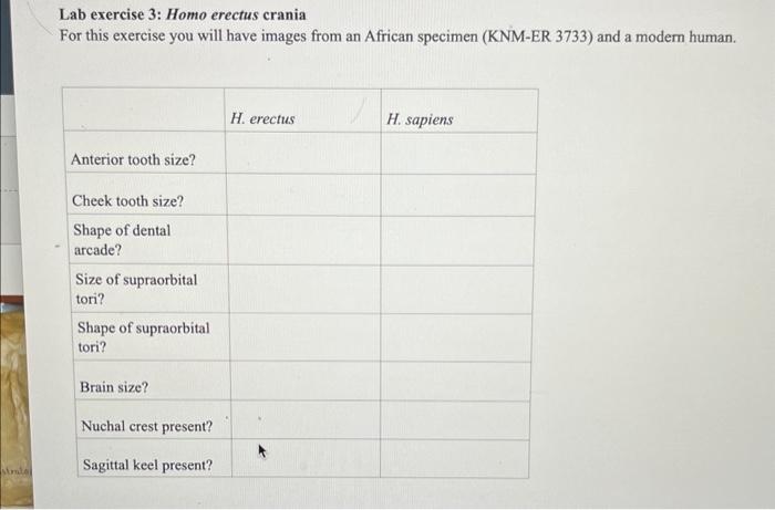 Lab Exercise 3 Homo Erectus Crania For This Exercise