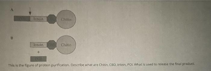 Solved will be added to turn on the gene. This is the | Chegg.com