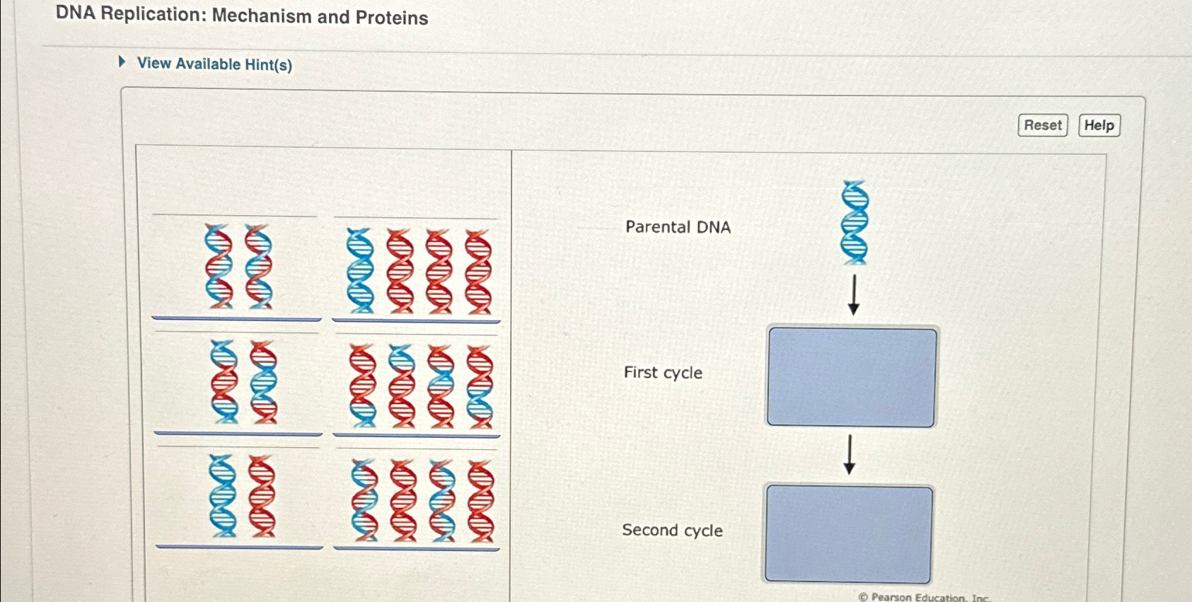 Solved DNA Replication: Mechanism and ProteinsView Available | Chegg.com
