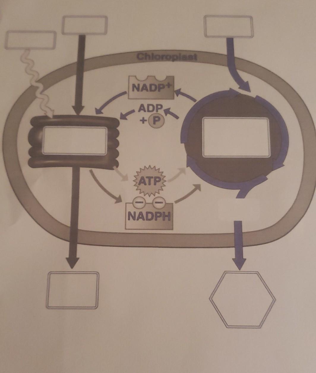 Solved Chloroplast NADP+ ADP +P 1 ATP NADPH 2. On the last | Chegg.com