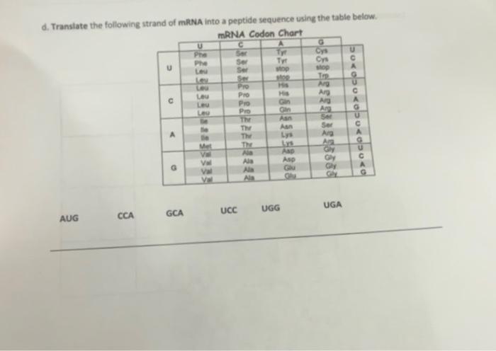Solved d. Transiate the following strand of mRNA into a | Chegg.com