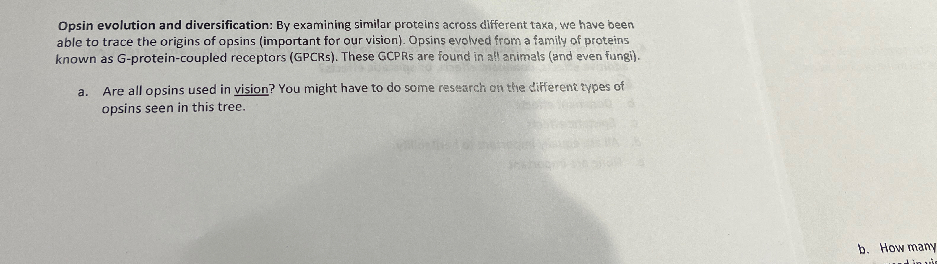 Solved Opsin evolution and diversification: By examining | Chegg.com