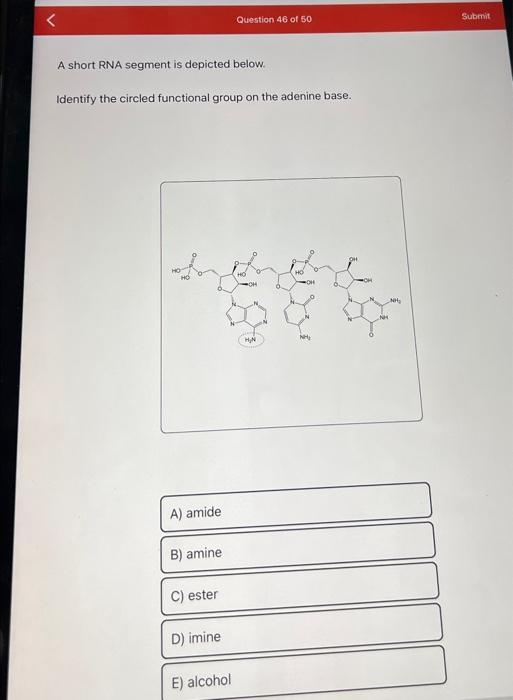 Solved A short RNA segment is depicted below. Identify the | Chegg.com