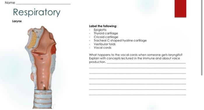 Solved Respiratory Larynx Label the following: - Epiglottis | Chegg.com