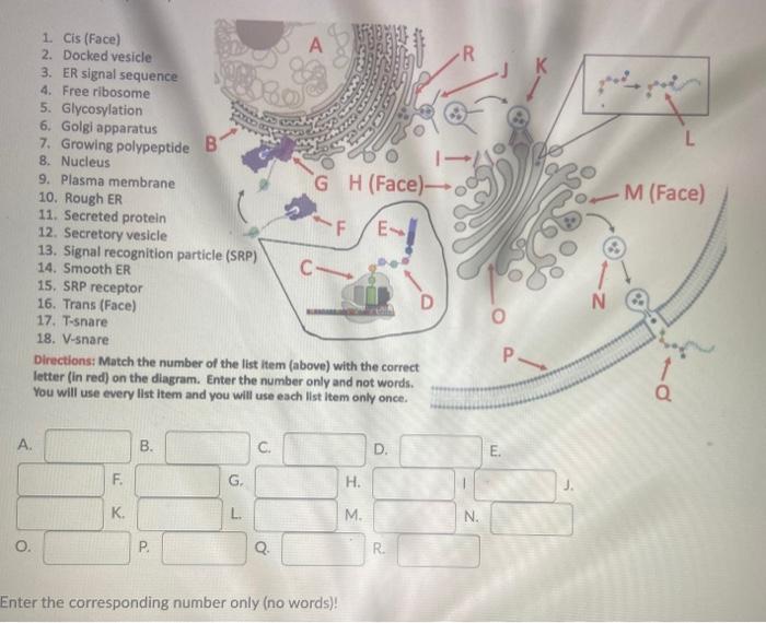 Solved 1. Cis (Face) 2. Docked vesicle 3. ER signal sequence | Chegg.com