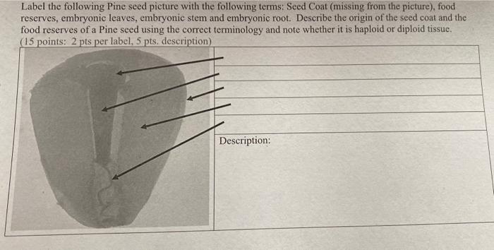Solved Label the following Pine seed picture with the | Chegg.com