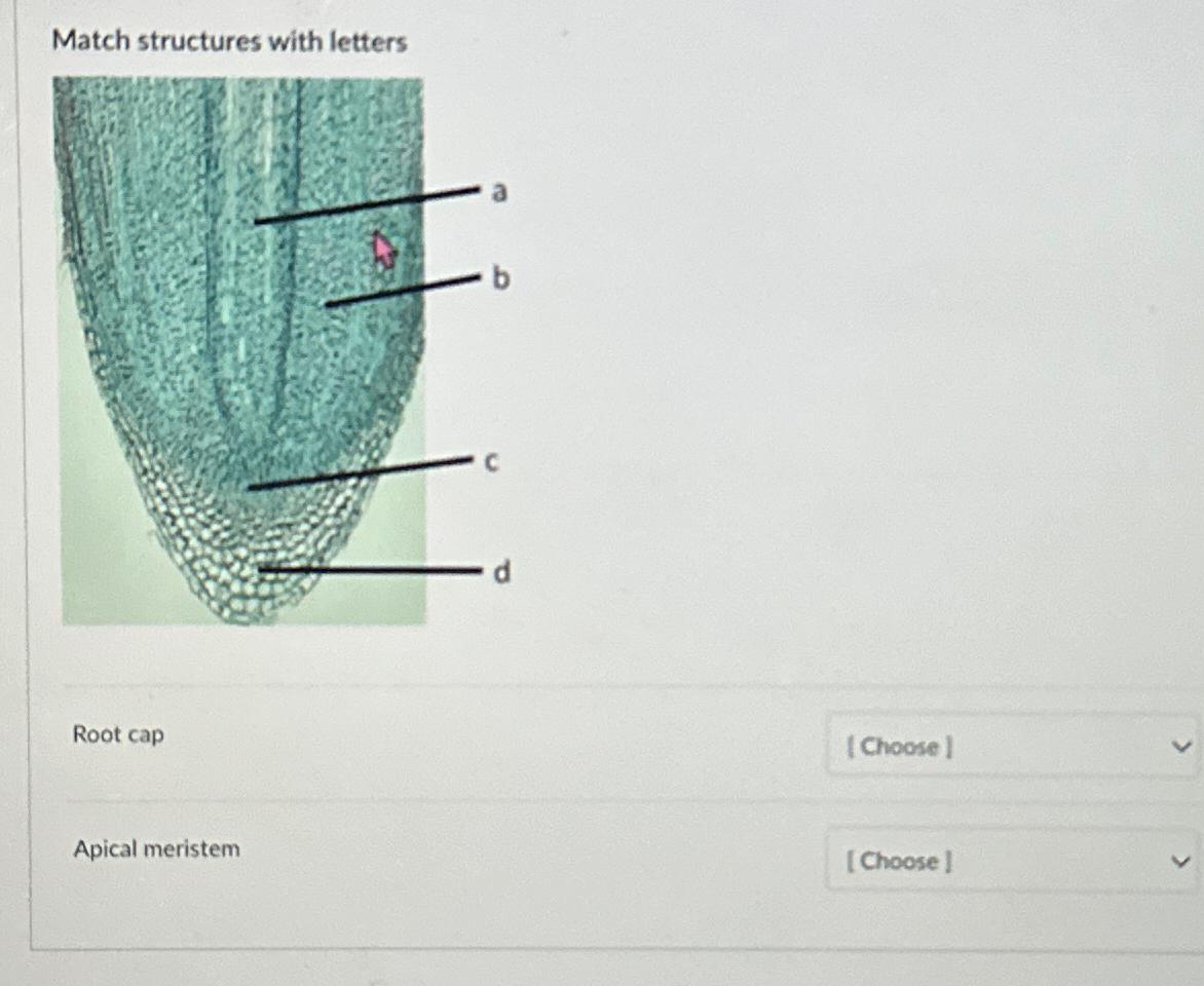 Solved Match structures with lettersRoot capApical meristem | Chegg.com