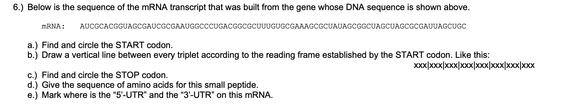 Solved 6.) ﻿Below is the sequence of the mRNA transcript | Chegg.com