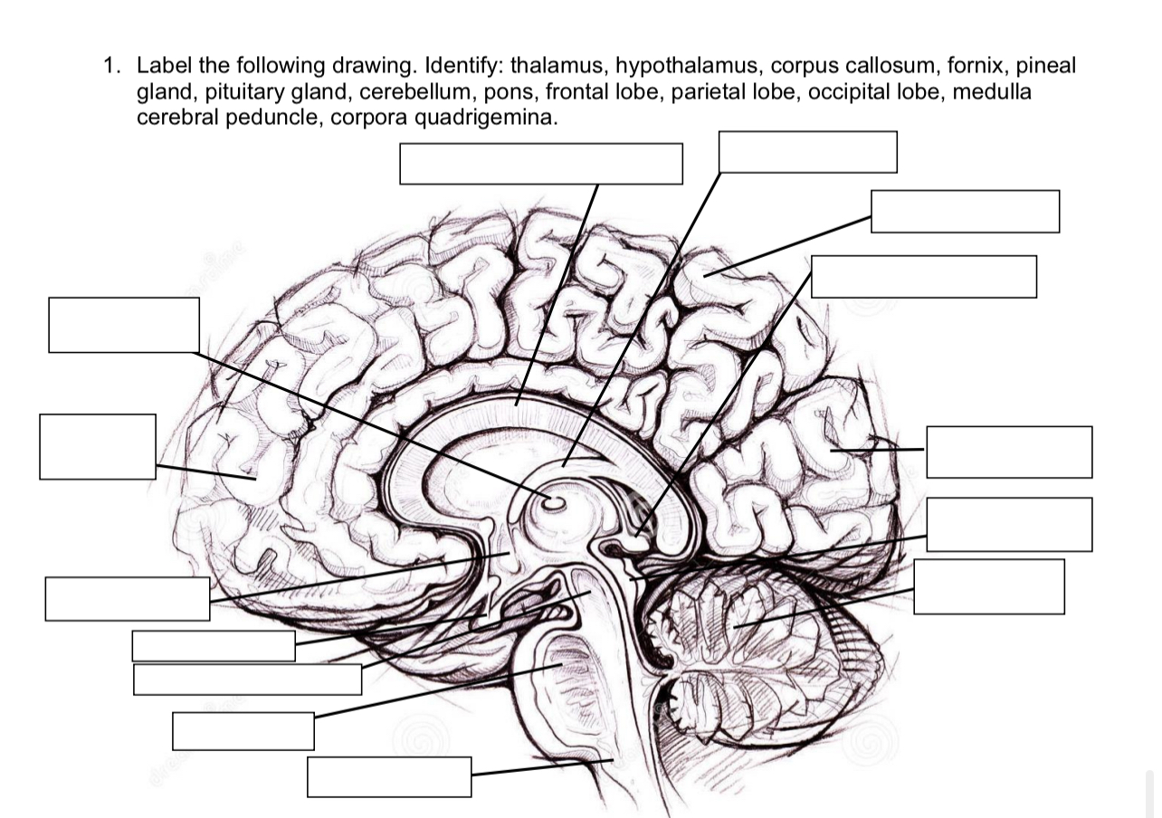 Solved Label the following drawing. Identify: thalamus, | Chegg.com