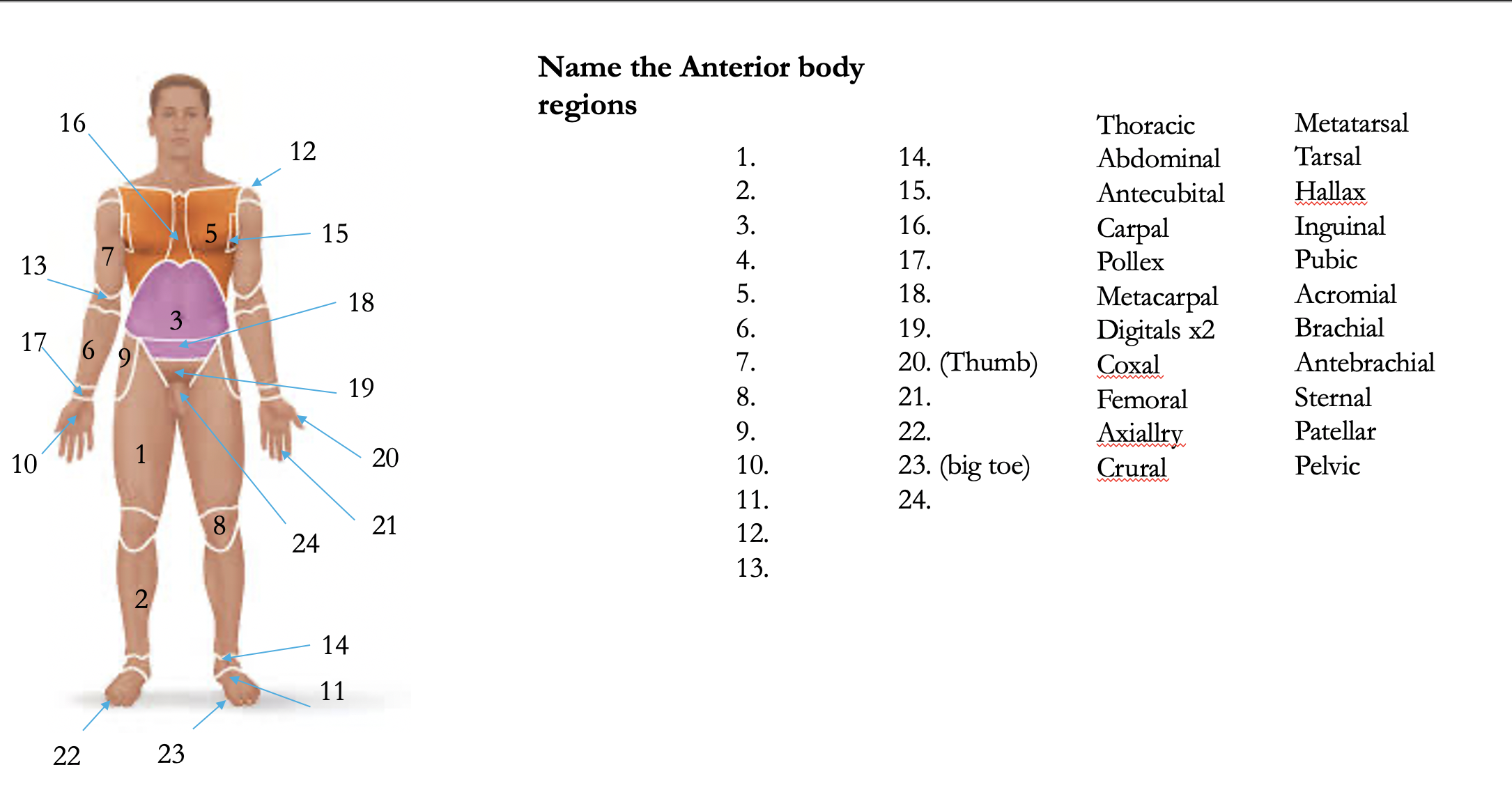 Solved Label the anterior body regions in this picture. | Chegg.com