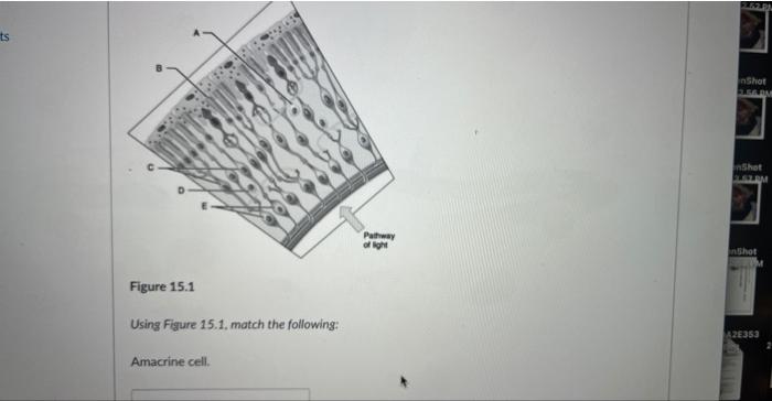 Solved Figure 15.1 Using Figure 15.1, match the following: | Chegg.com Solved Figure 15.1 Using Figure 15.1, match the following: | Chegg.com