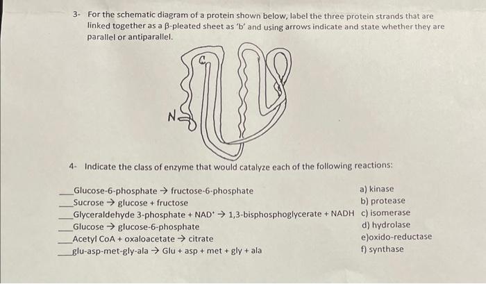Solved 3. For the schematic diagram of a protein shown | Chegg.com