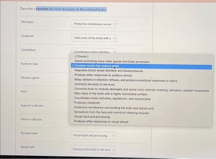 Solved Meninges Cerebrum Cerebellum Pyriform lobe Pituitary | Chegg.com