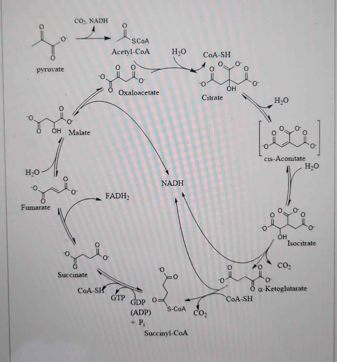 Solved Consider the fate of pyruvate labeled with 14C in | Chegg.com