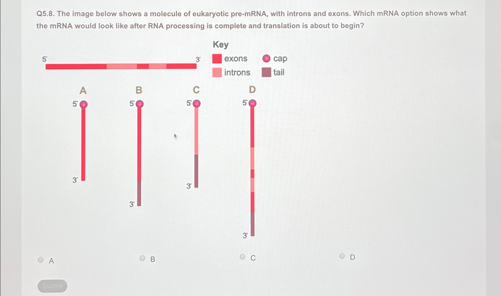 Solved Q5.8. ﻿The image below shows a molecule of eukaryotic | Chegg.com